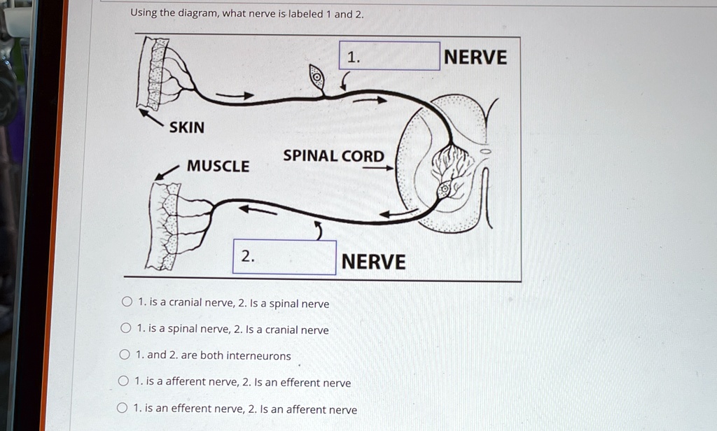 using the diagram what nerve is labeled 1 and 2 skin 1 nerve spinal ...