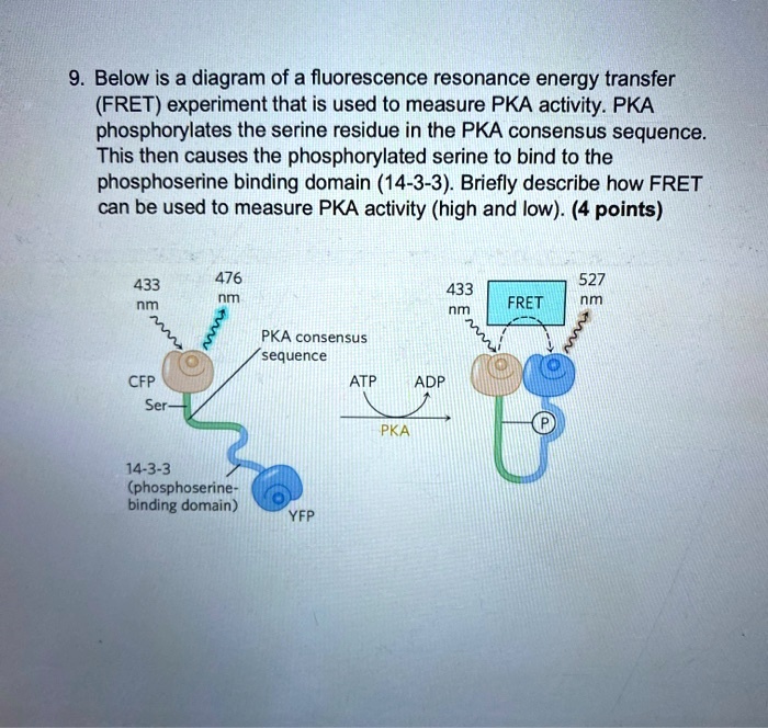 SOLVED: 9. Below is a diagram of a fluorescence resonance energy ...