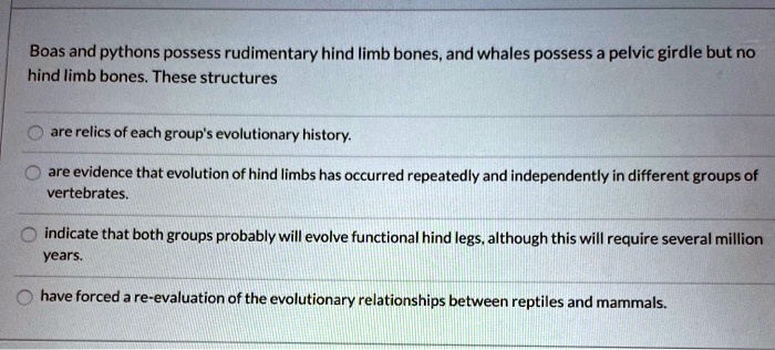 SOLVED: Boas and pythons possess rudimentary hind limb bones, and ...