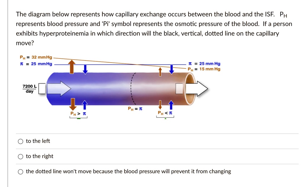 The diagram below represents how capillary exchange occurs between the ...