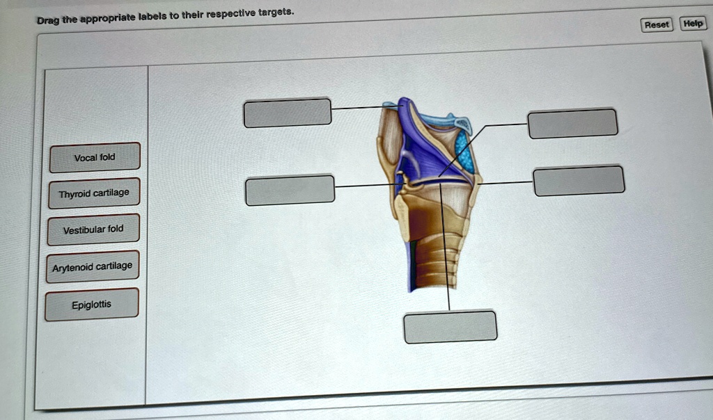 Drag the appropriate labels to their respective targets. Vocal fold ...