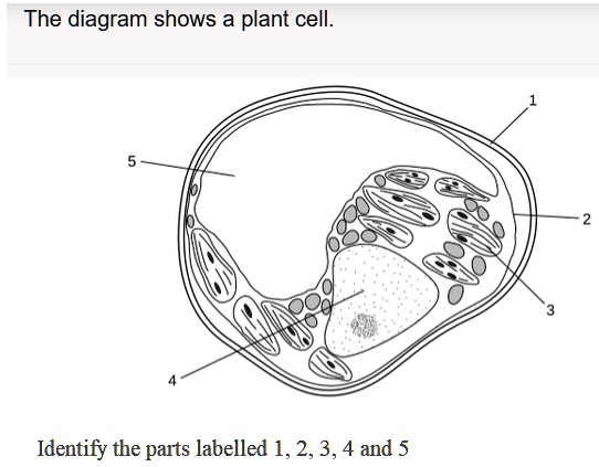 The diagram shows a plant cell. Identify the parts labelled 1, 2, 3, 4 ...