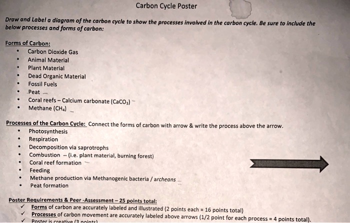 carbon cycle poster draw and label diagram of the carbon cycle show the ...