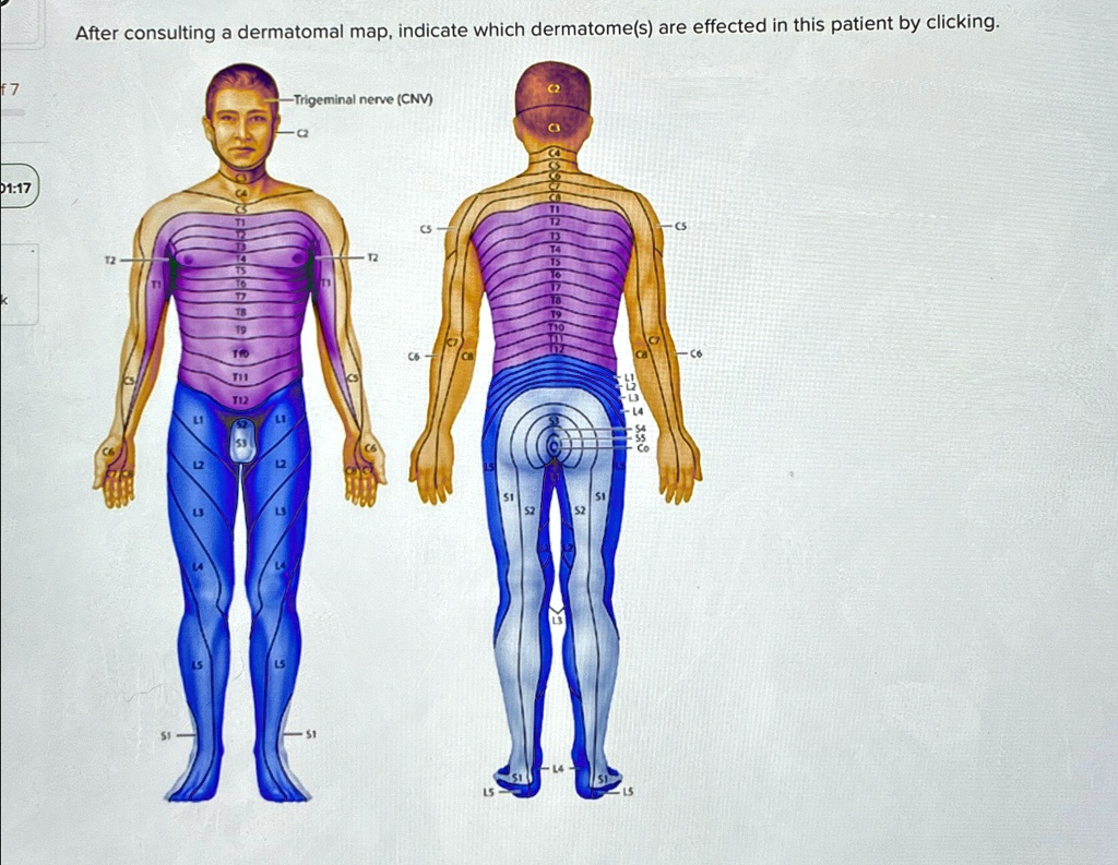 after consulting a dermatomal map indicate which dermatomes are ...