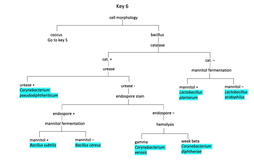 cell morphology coccus go to key 5 bacillus catalase cat urease ...