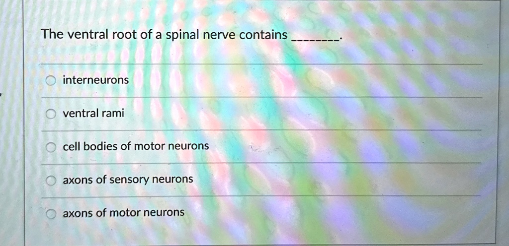 The ventral root of a spinal nerve contains . interneurons ventral rami ...
