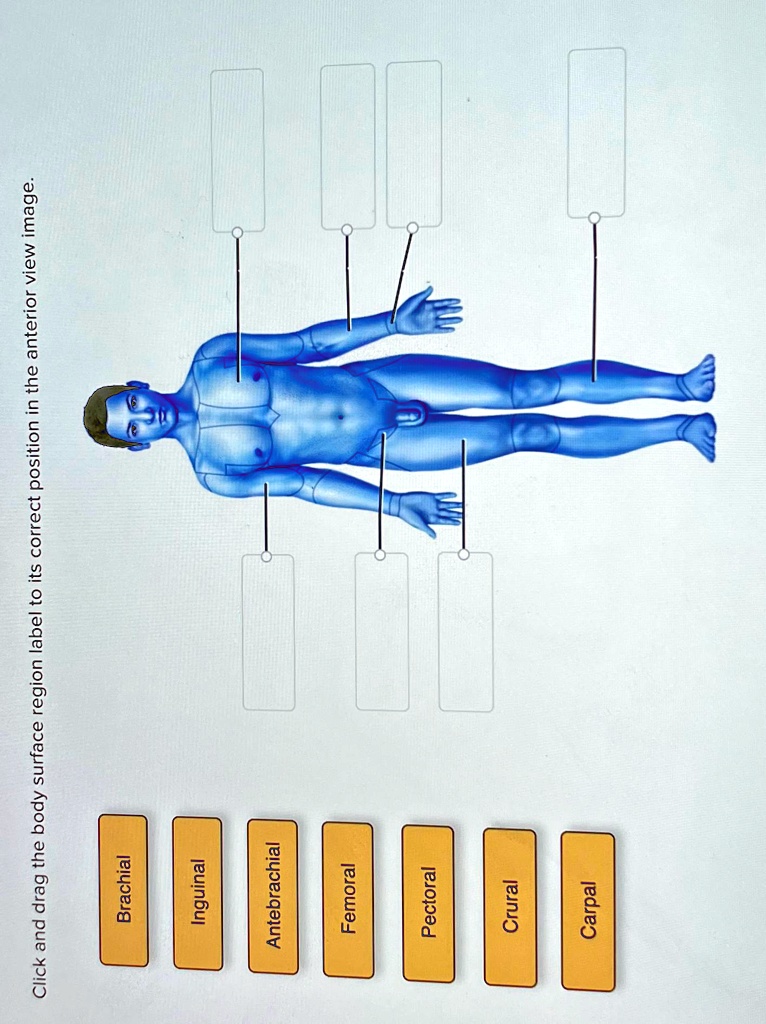 SOLVED: Click and drag the body surface region label to its correct position in the anterior ...