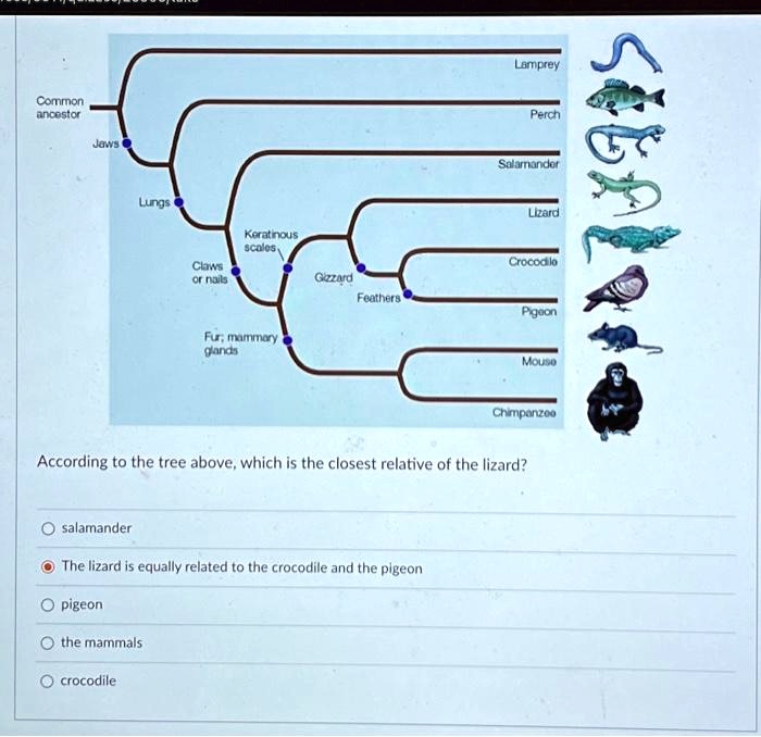 Common ancestor Jaws Lungs Claws or nails Keratinous scales Fur ...