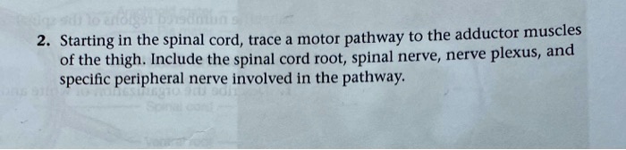 2 starting in the spinal cord trace motor pathway to the adductor ...