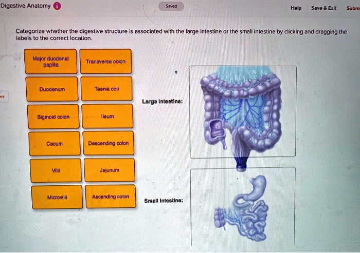 SOLVED: Digestive Anatomy i Saved Help Save Exit Subm Categorize whether the digestive structure ...