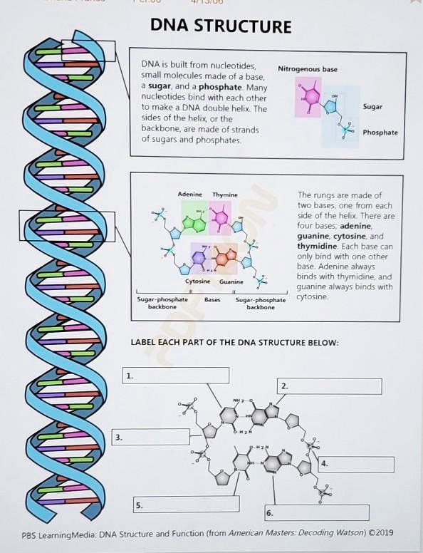 DNA STRUCTURE DNA is built from nucleotides, small molecules made of a ...
