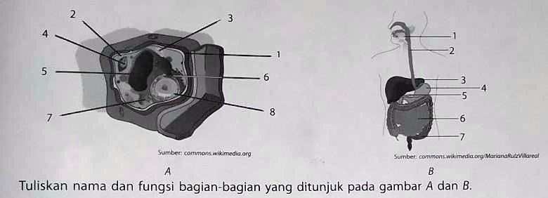 SOLVED: Tuliskan nama dan fungsi bagian-bagian yang ditunjuk pada ... SOLVED: Tuliskan nama dan fungsi bagian-bagian yang ditunjuk pada ...