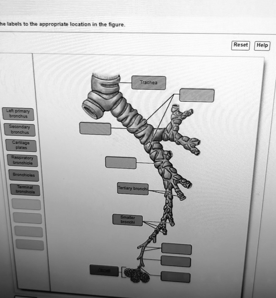 he labels to the appropriate location in the figure he labels to the ...