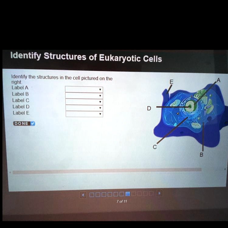 Identify Structures of Eukaryotic Cells Identify the structures in the cell pictured on the ...