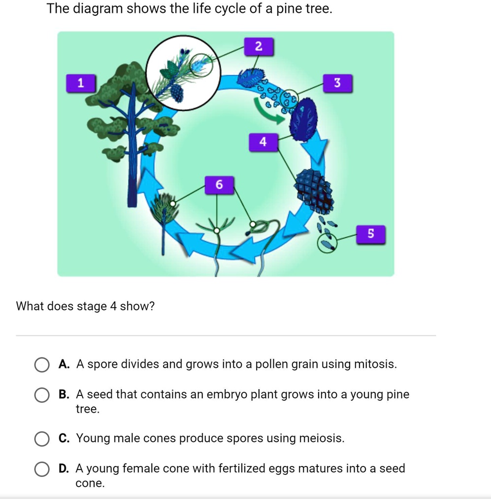 SOLVED: 'The diagram shows the life cycle of a pine tree, what does ...