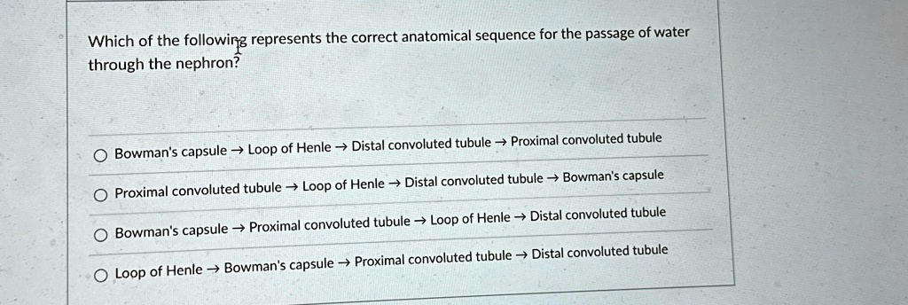 Which of the following represents the correct anatomical sequence for the passage of water ...