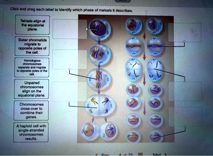 click and dreg each label to identify whlch phase of melosis describes ...