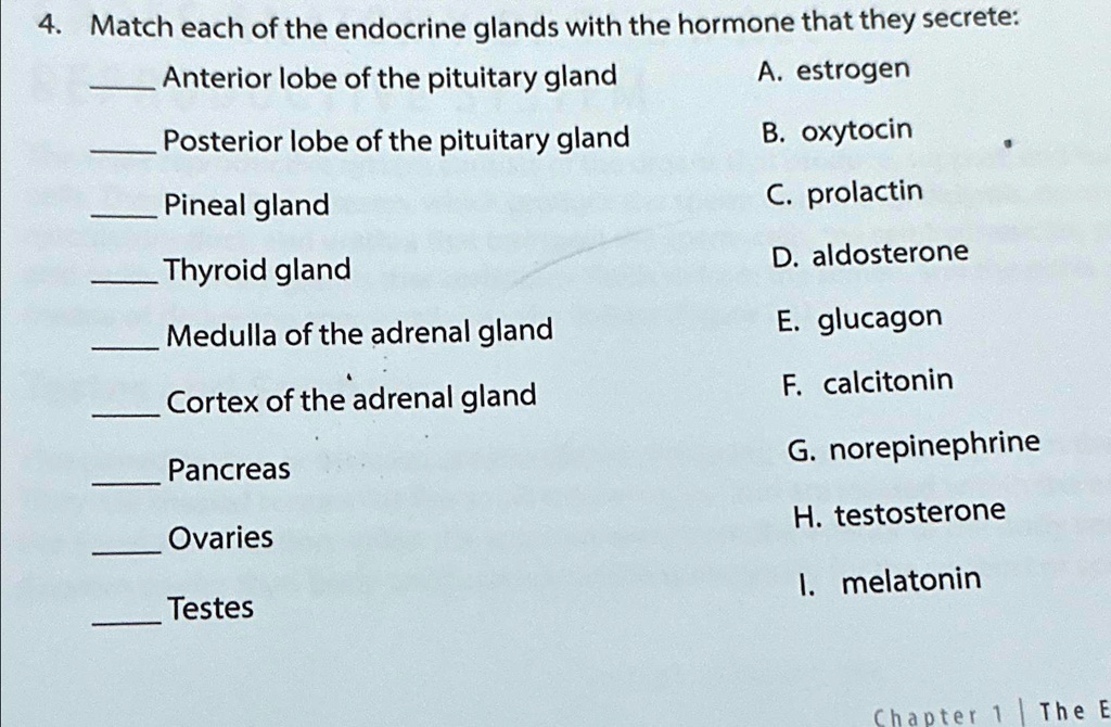 4. Match each of the endocrine glands with the hormone that they ...