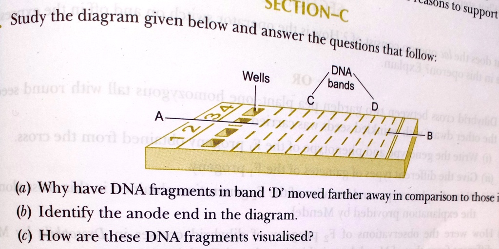 SOLVED: 'why have DNA fragments in band D casons to support BECIION-€ Study the diagram given ...