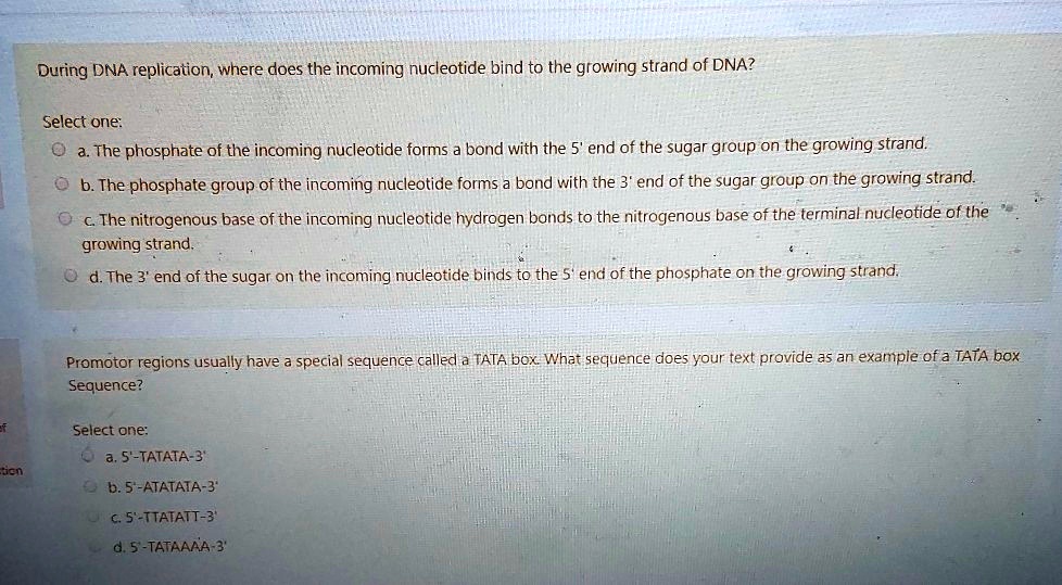 during dna replication where does the incoming nucleotide bind to the ...