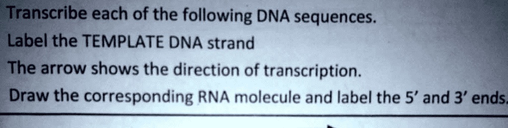 transcribe each of the following dna sequences label the template dna ...