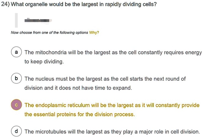 24) What organelle would be the largest in rapidly dividing cells? Now ...