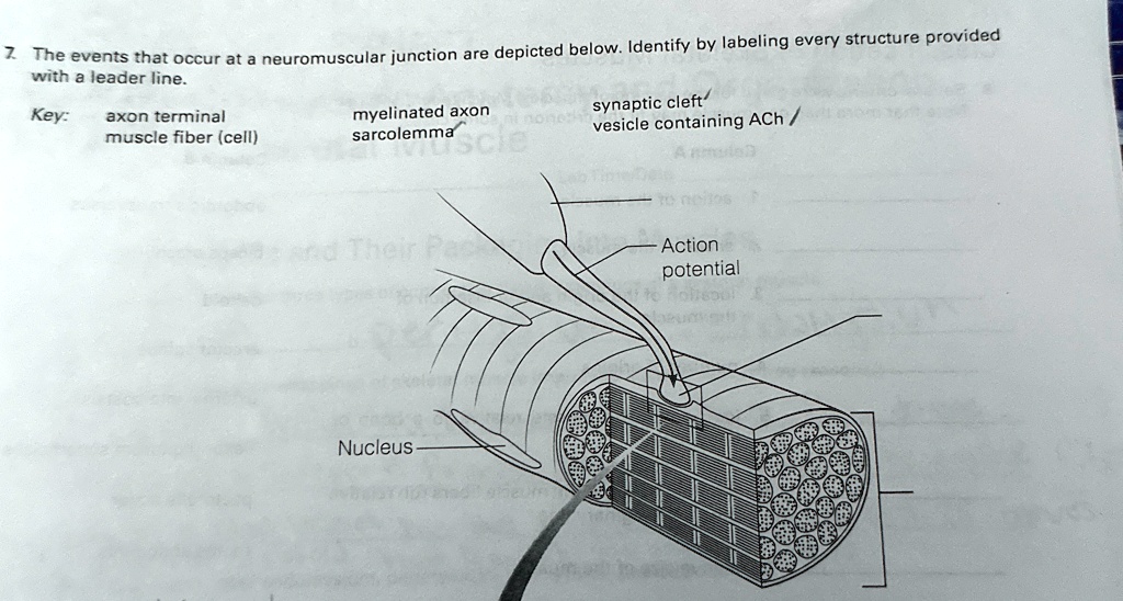 7 the events that occur at a neuromuscular junction are depicted below ...