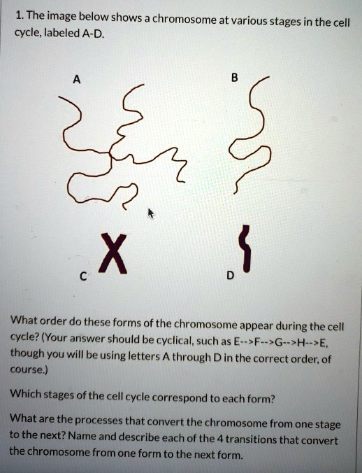 SOLVED: The image below shows chromosomes at various stages in the cell cycle, labeled A-D. What ...