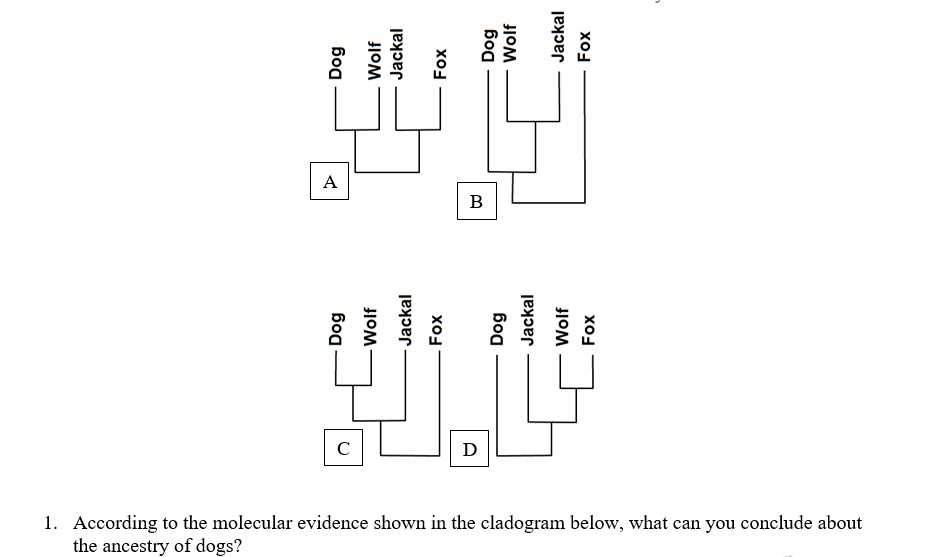 SOLVED: Jackal, Dog, Wolf, Fackal, Dog, Fox Dog Hâ‚‚, Dog, laâ ...
