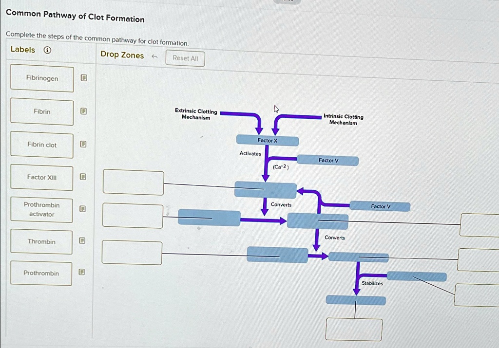 common pathway of clot formation complete the steps of the common ...