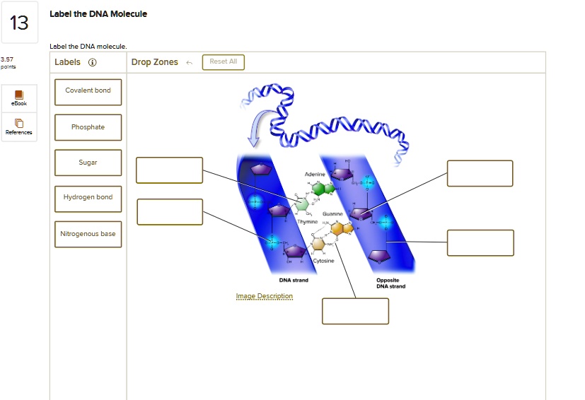 13 label the dna molecule 357 points label the dna molecule labels drop ...