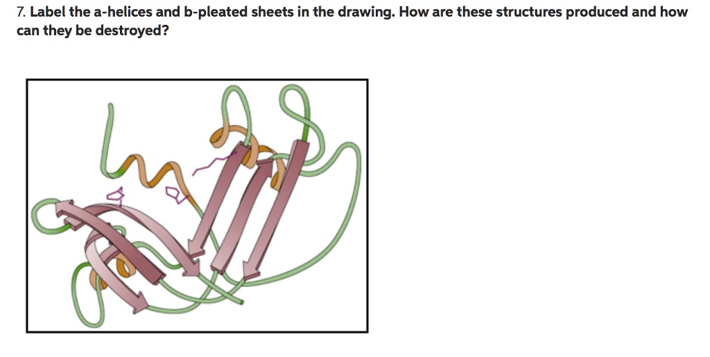 SOLVED: 7. Label the a-helices and b-pleated sheets in the drawing: How ...