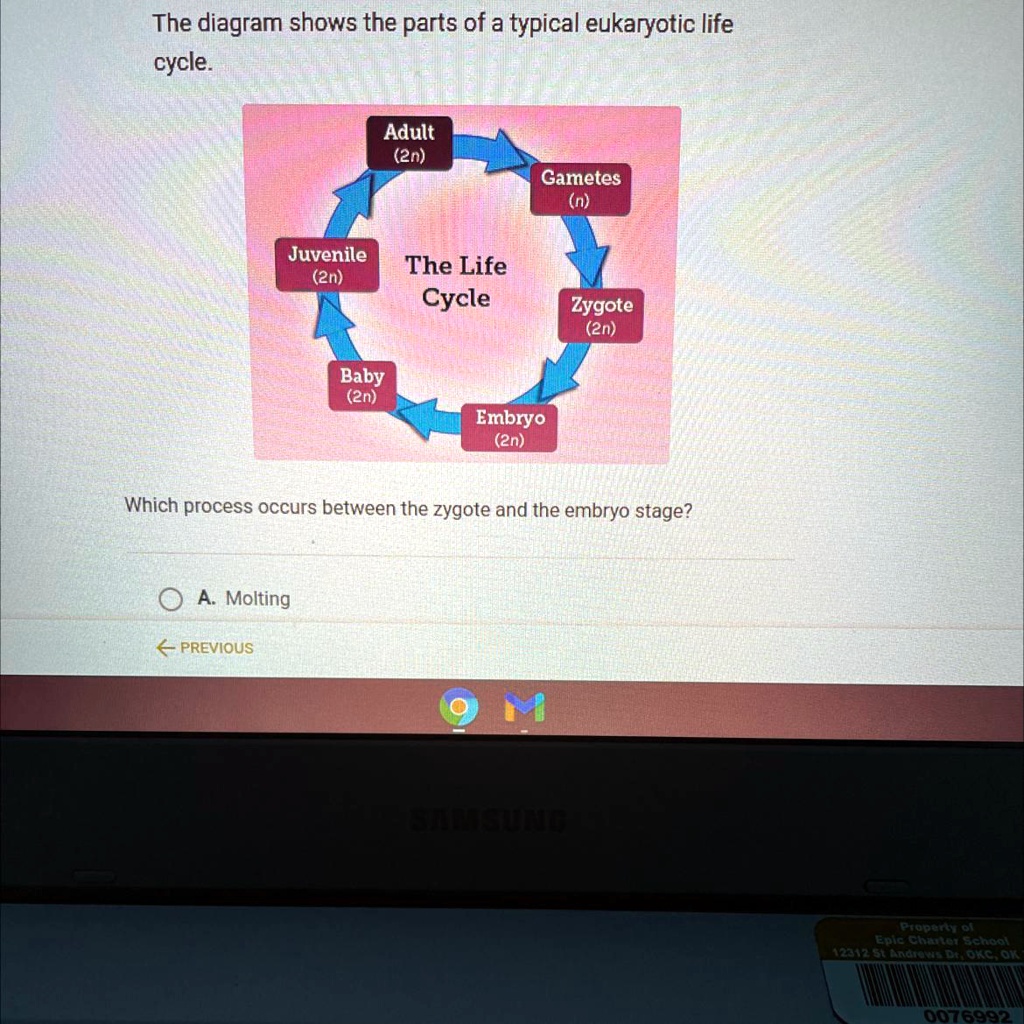 The diagram shows the parts of a typical eukaryotic life cycle. Adult ...