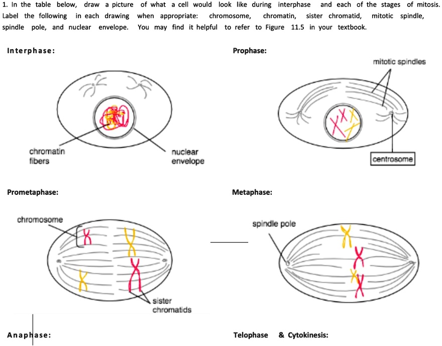 The table below shows a picture of what a cell would look like during ...