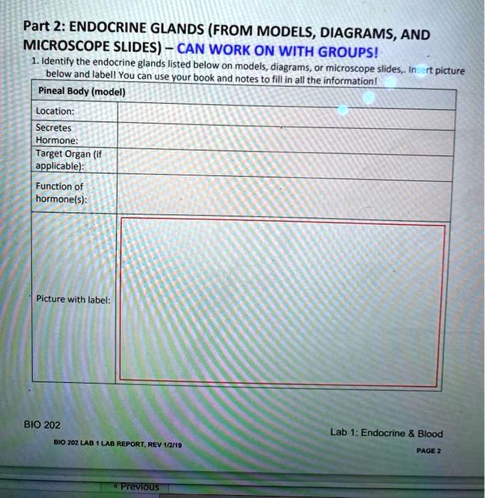 SOLVED: Part 2: ENDOCRINE GLANDS (FROM MODELS, DIAGRAMS, AND MICROSCOPE SLIDES) - CAN WORK ON ...