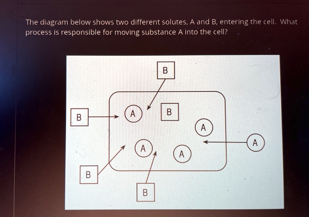 the diagram below shows two different solutes a and b entering the cell ...