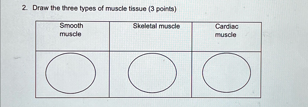 Draw the three types of muscle tissue ( 3 points) able[[ able[[Smooth ...