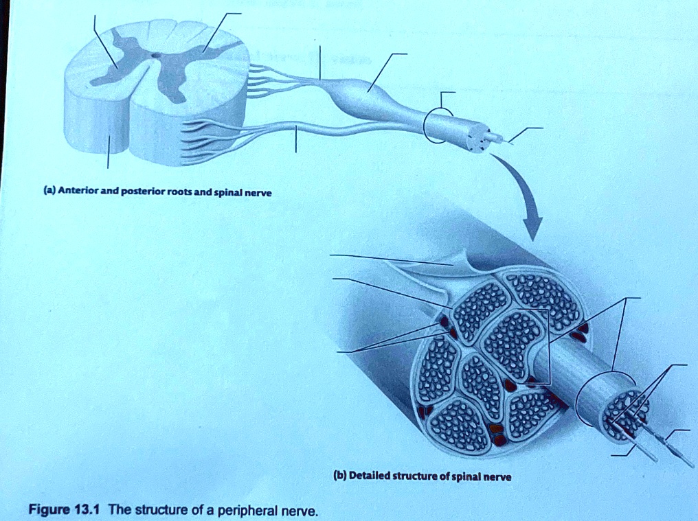 (a) Anterior and posterior roots and spinal nerve (a) Anterior and ...