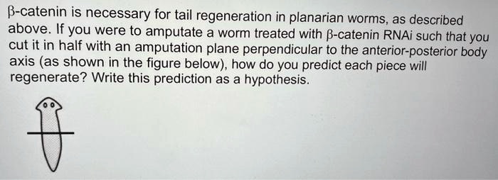 ?-catenin is necessary for tail regeneration in planarian worms, as ...