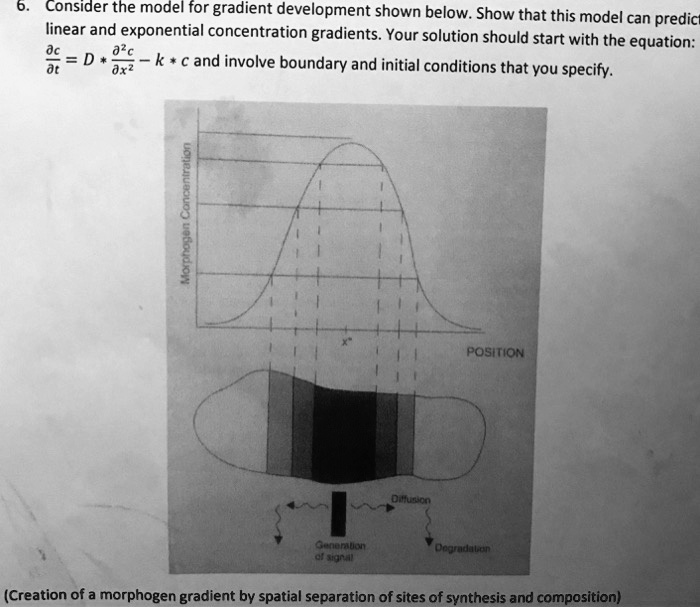 6. Consider the model for gradient development shown below. Show that this model can predict ...