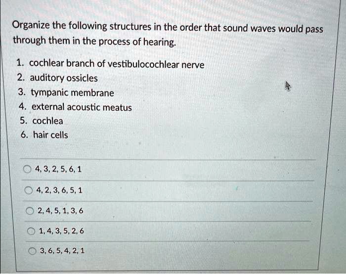 Organize the following structures in the order that sound waves would pass through them in the ...