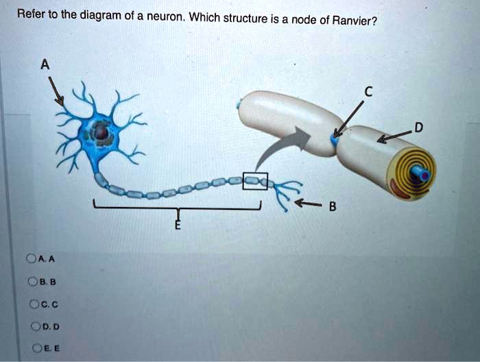 SOLVED: Refer to the diagram of a neuron: Which structure is a node of ...