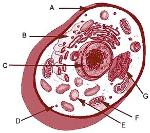 SOLVED: 'Which cell structure is the gatekeeper, controlling what goes ...