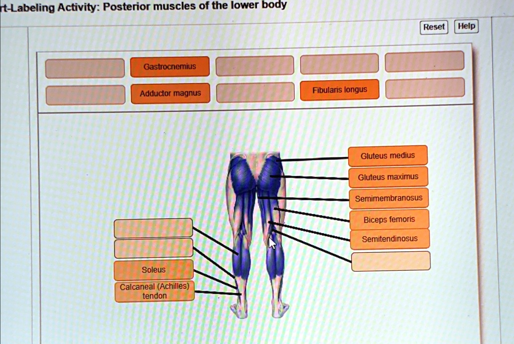 t-Labeling Activity: Posterior muscles of the lower body Gastrocnemius ...