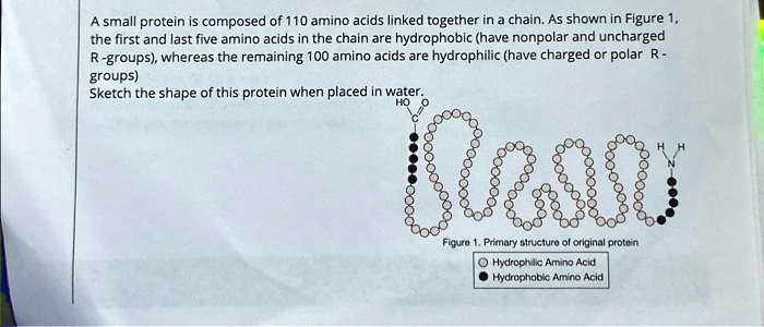 A small protein is composed of 110 amino acids linked...