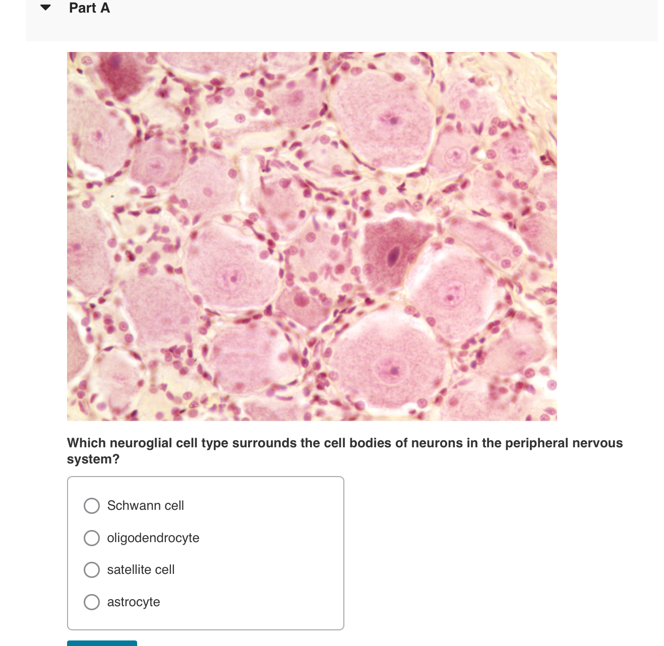 Part A Which neuroglial cell type surrounds the cell bodies of neurons in the peripheral nervous ...