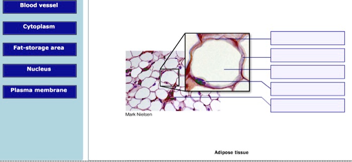 SOLVED: Blood vessel Cytoplasm Fat storage area Nucleus Plasma membrane ...
