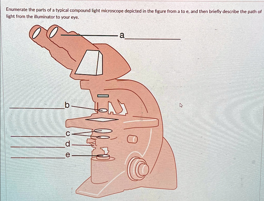 enumerate the parts of a typical compound light microscope depicted in ...