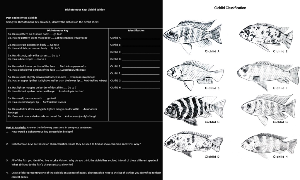 Cichlid Classification with a Dichotomous Key Dichotomous Key: Cichlid ...