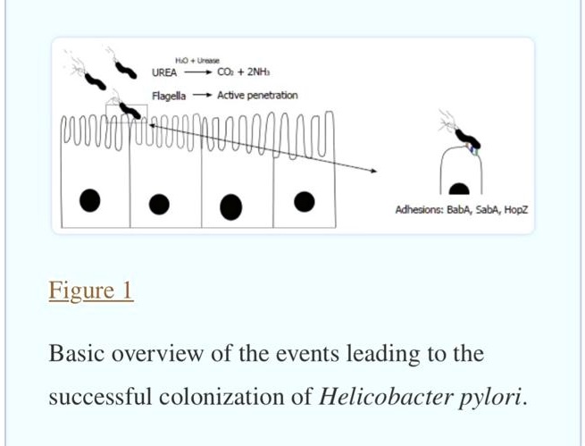 H?O + Urease UREA ? CO? + 2NH? Flagella ? Active penetration Adhesions ...